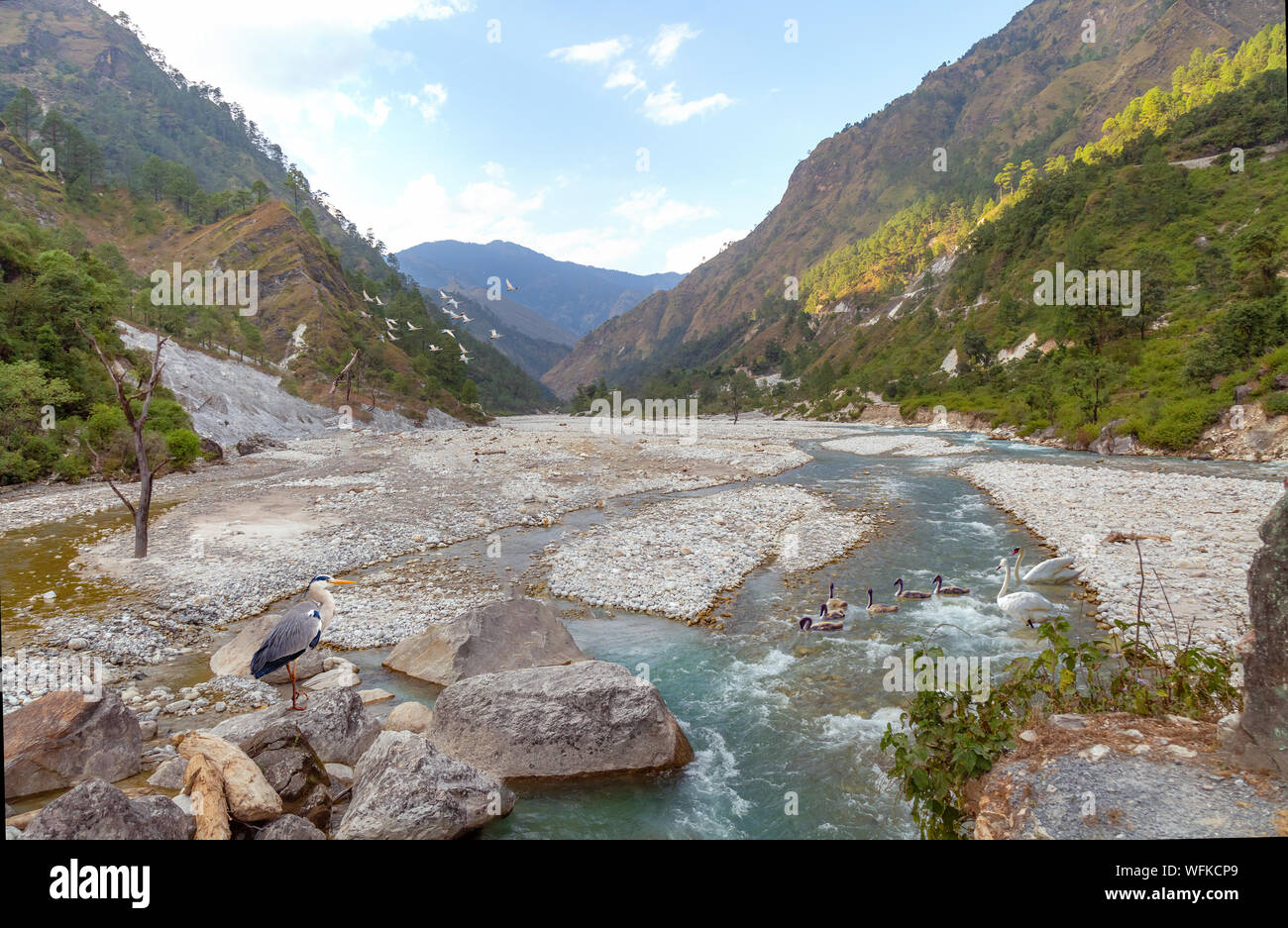Mountain river valley with scenic Himalaya landscape with aquatic birds ...
