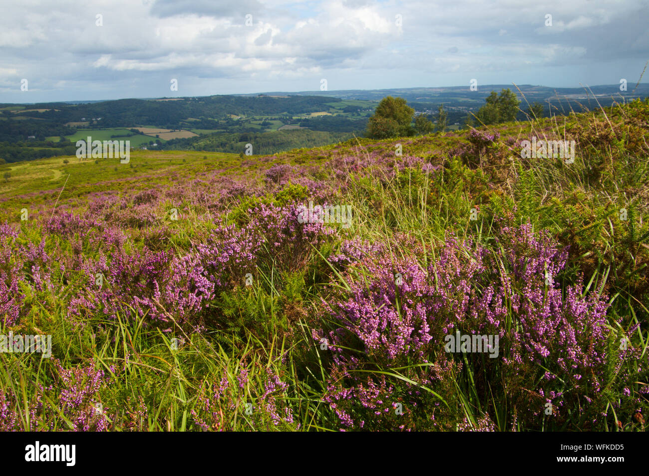 Moorland and heathland habitat with Ling Heather (Calluna vulgaris) and ...