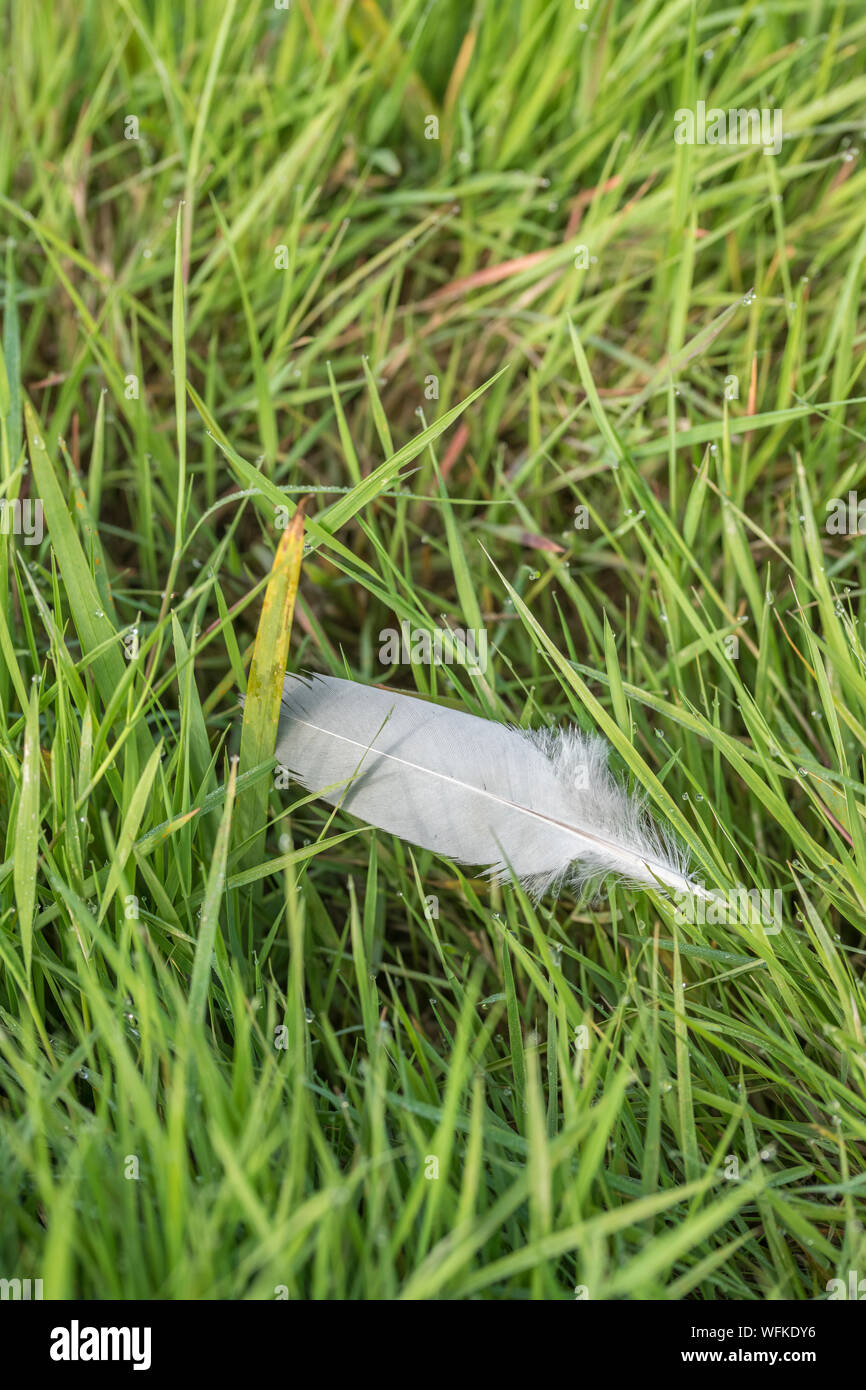Small white feather fallen on long grass in a field. Metaphor light as ...