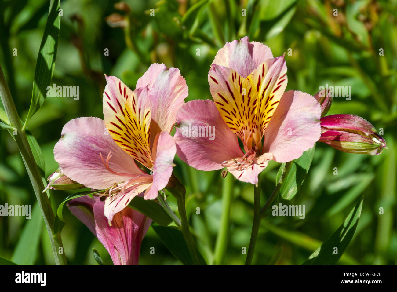 Beautiful Alstroemeria also known as Peruvian lily in pink purple with ...