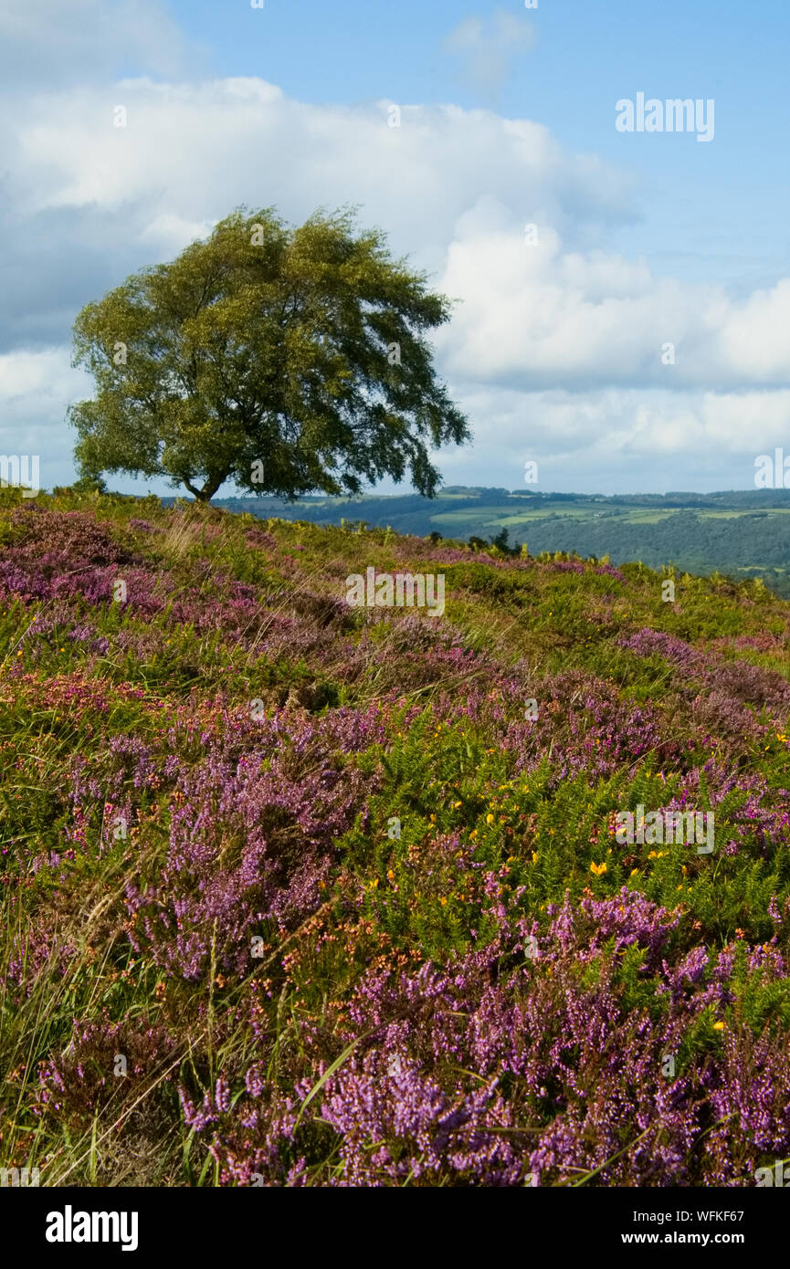 Moorland and heathland habitat with Ling Heather (Calluna vulgaris) and ...