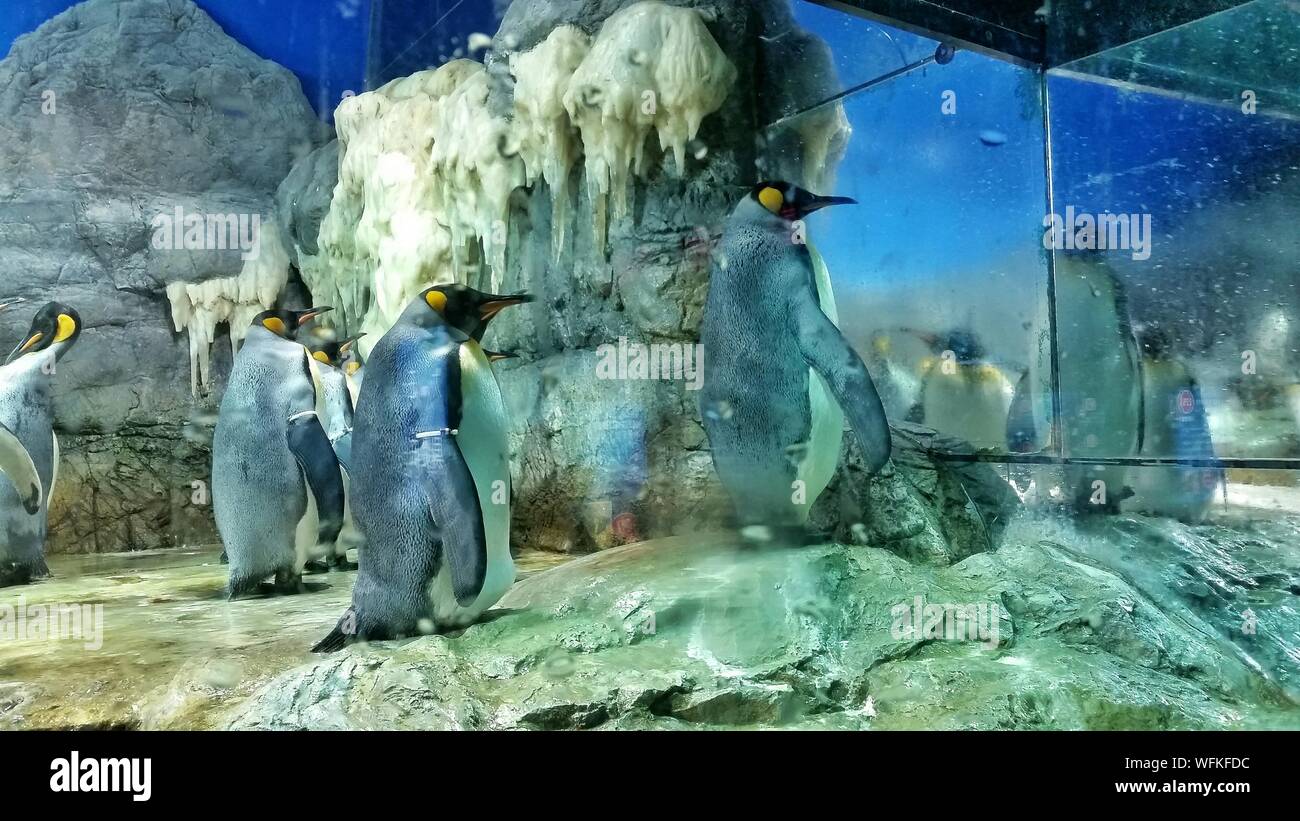 Penguins with reflection hi-res stock photography and images - Alamy