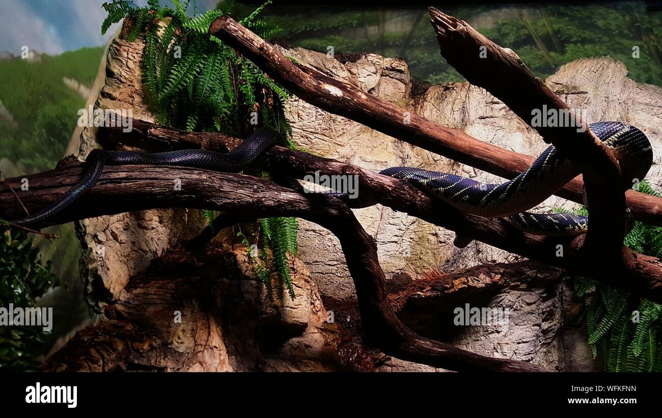 Snake Root High Resolution Stock Photography and Images - Alamy