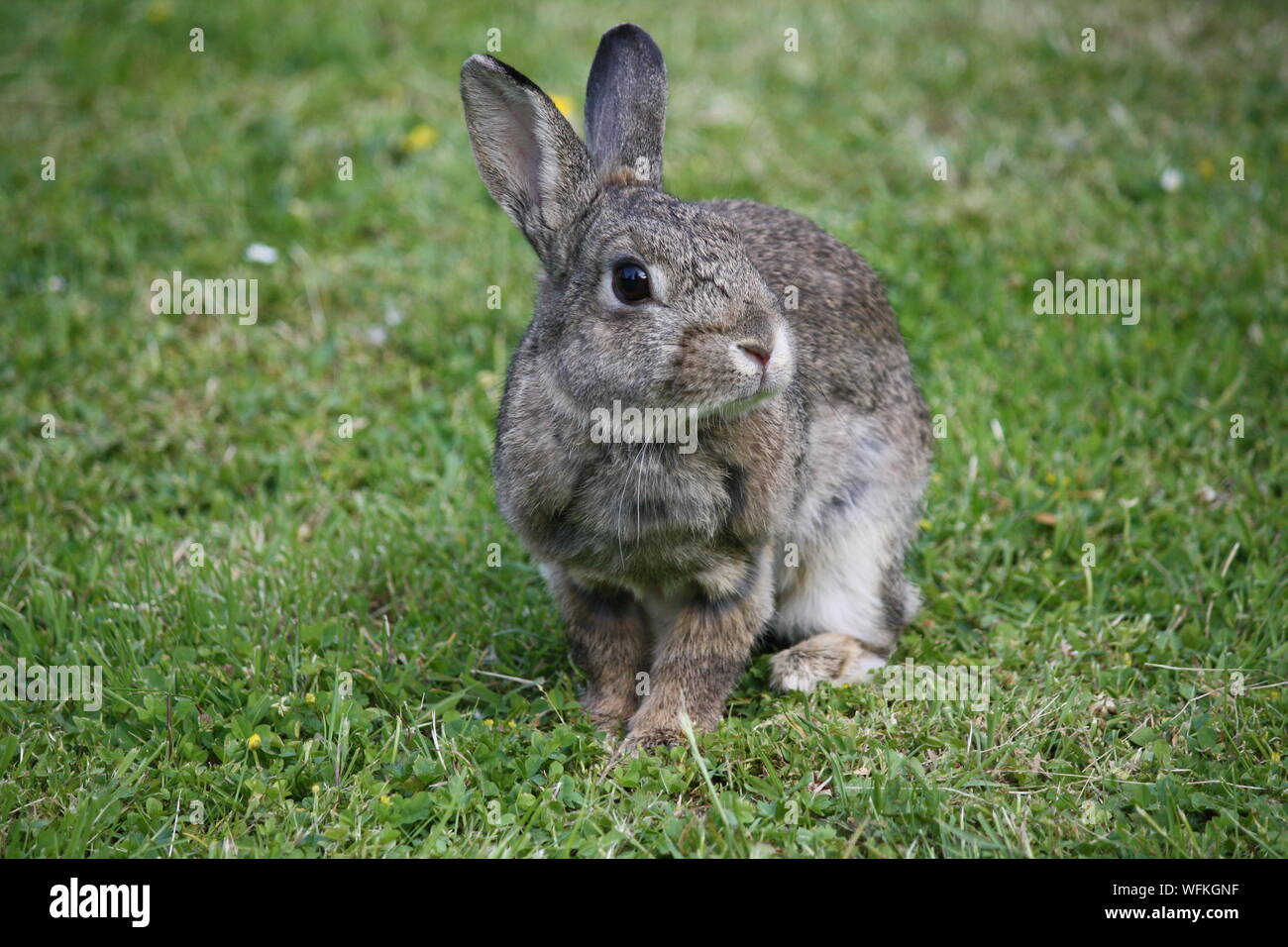 Rabbit sitting in grass hi-res stock photography and images - Alamy