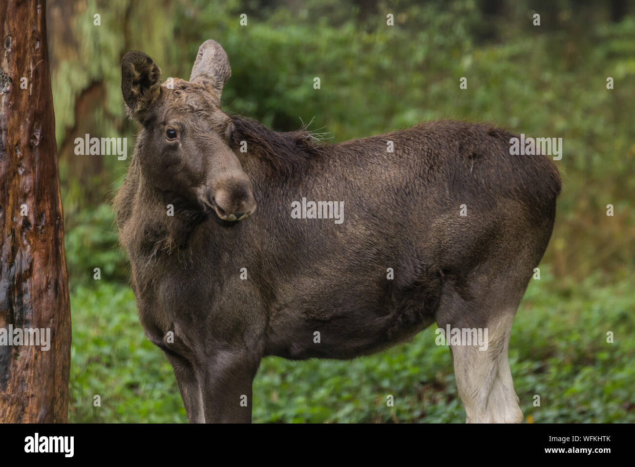 Moose foreground hi-res stock photography and images - Alamy