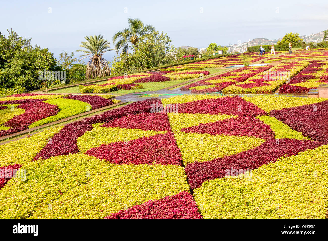 Exotic flowers in madeira hi-res stock photography and images - Alamy