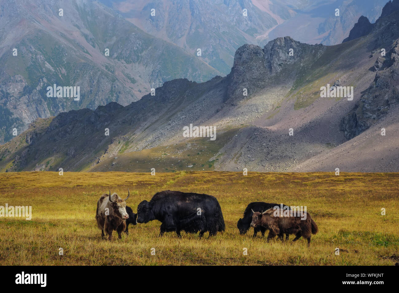 Yak-Tibetan cow. A livestock that is kept high in the mountains. Yaks ...