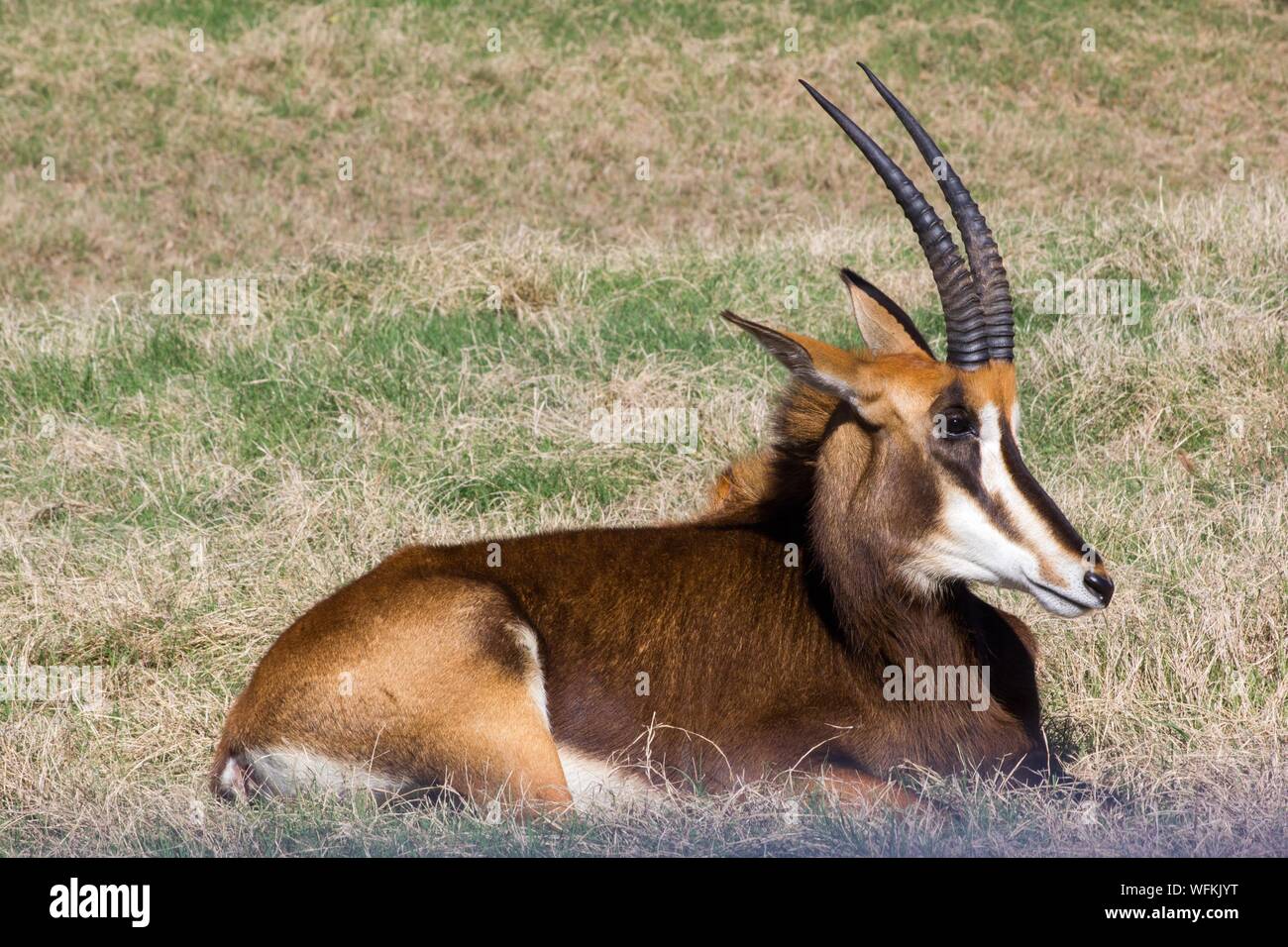 Oryx In The Wild Stock Photo - Alamy