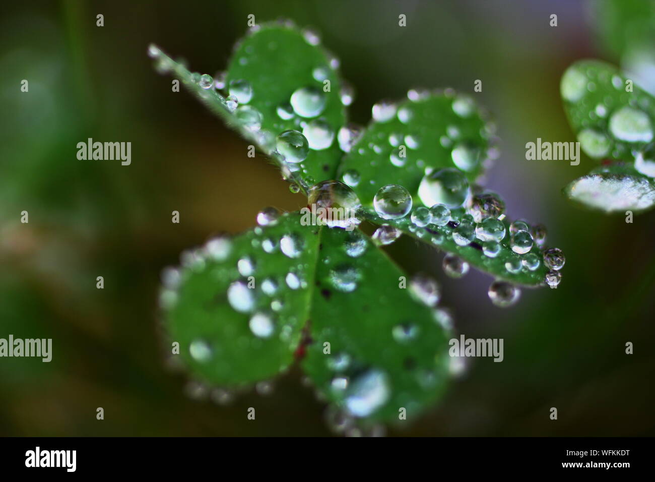 Water drops plant hi-res stock photography and images - Alamy