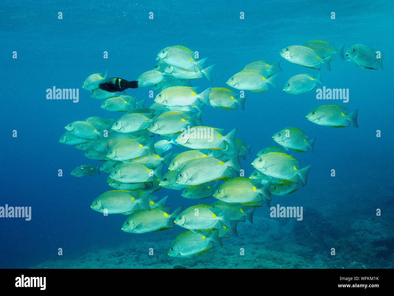 Siganus guttatus hi-res stock photography and images - Alamy