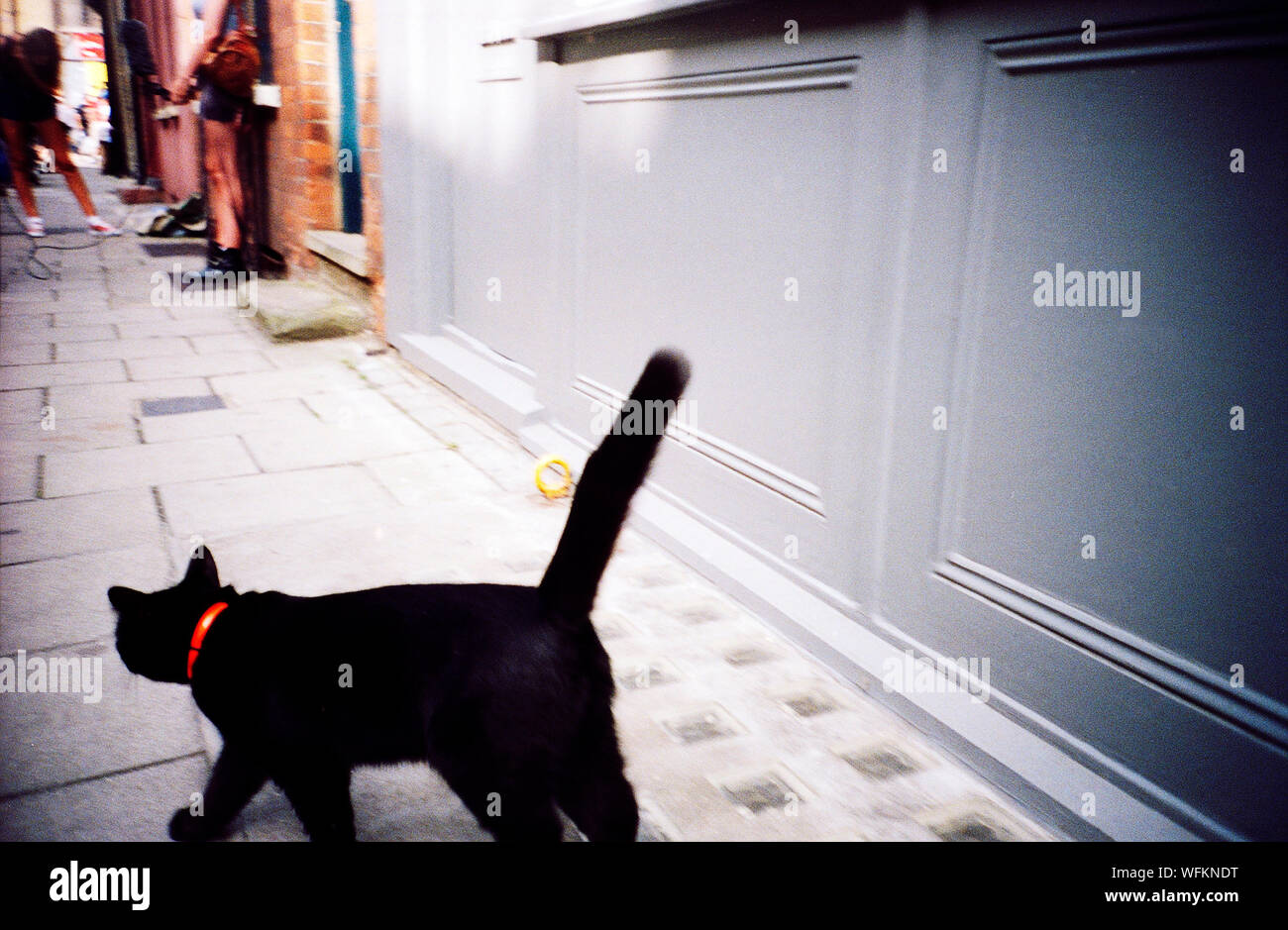 Black cat walking side view hi-res stock photography and images - Alamy