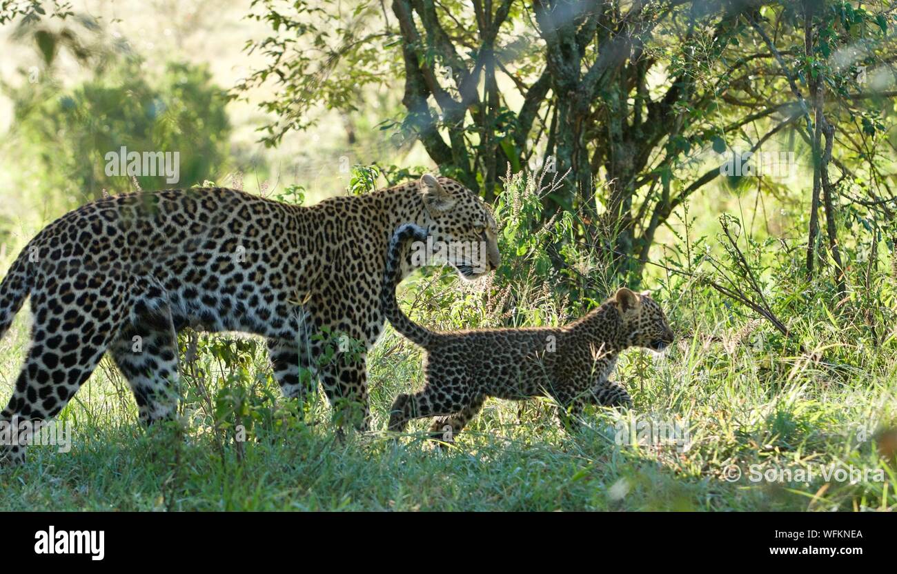 LEOPARD WITH CUB Stock Photo - Alamy