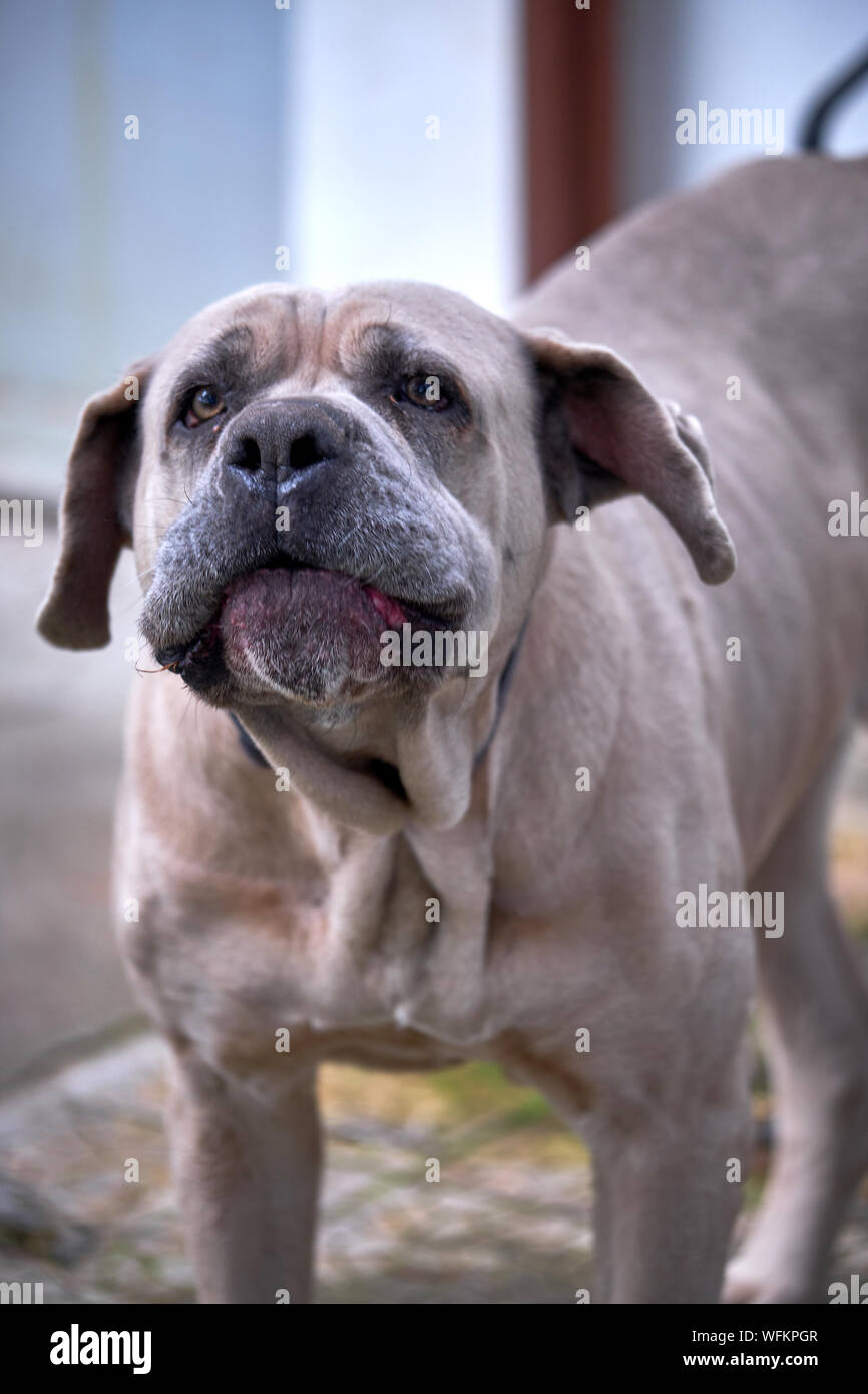 Cane corso portrait hi-res stock photography and images - Alamy