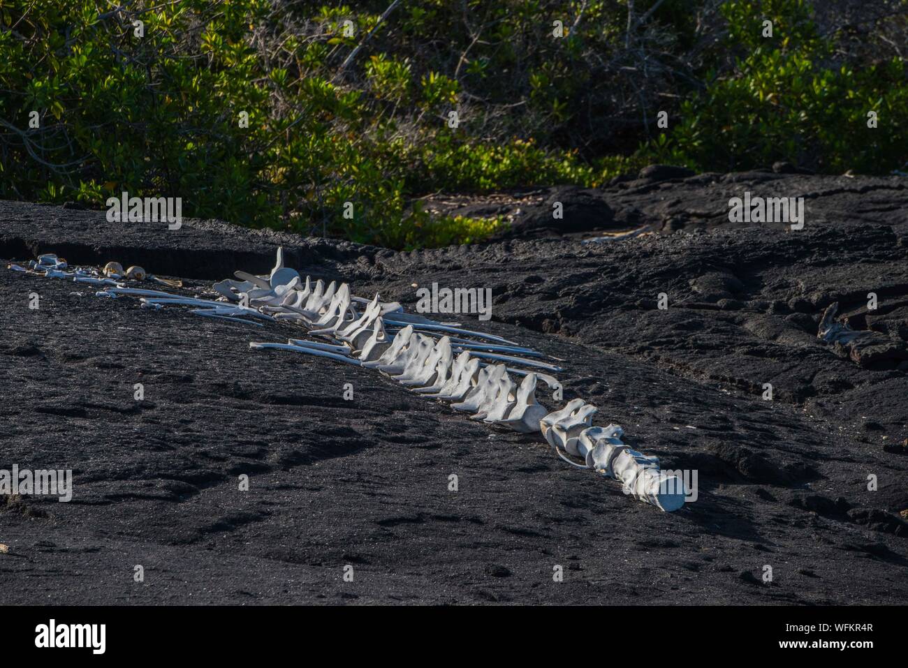 Bones Beach High Resolution Stock Photography and Images - Alamy