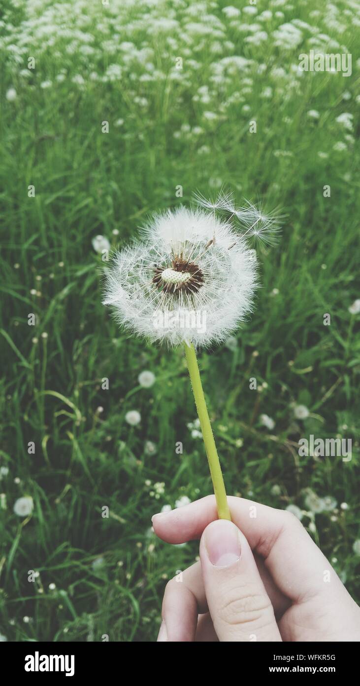 Hand flower field hi-res stock photography and images - Alamy