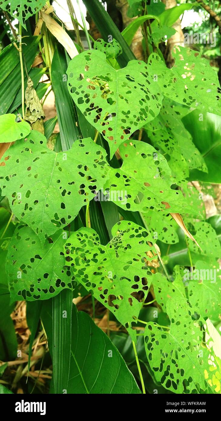 Damaged by pests hi-res stock photography and images - Alamy
