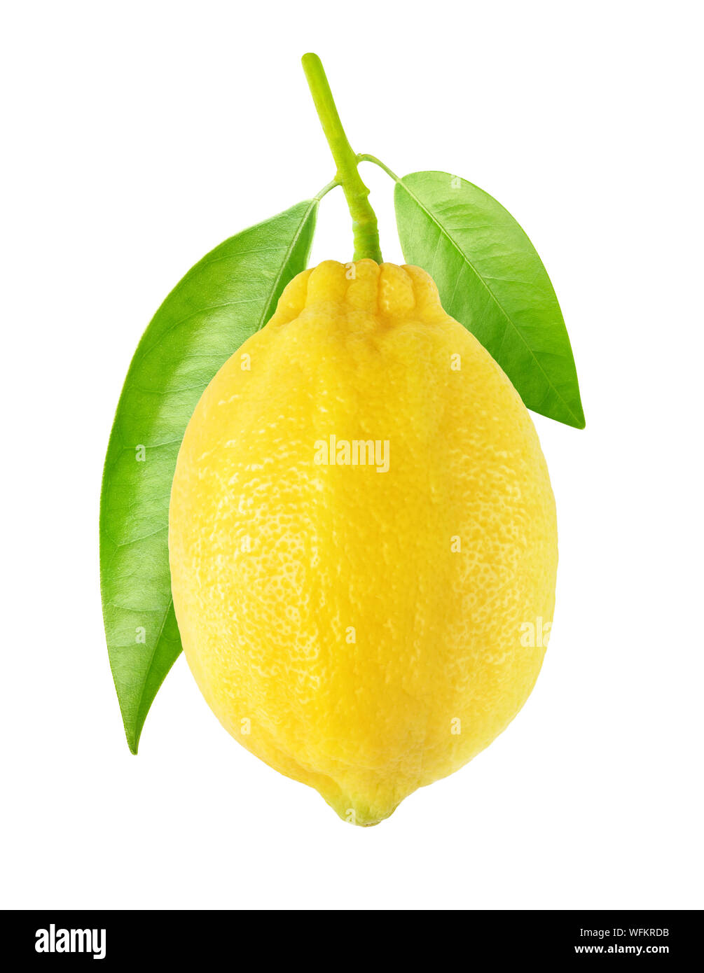 Isolated lemon. One raw lemon fruit hanging on a tree branch with ...