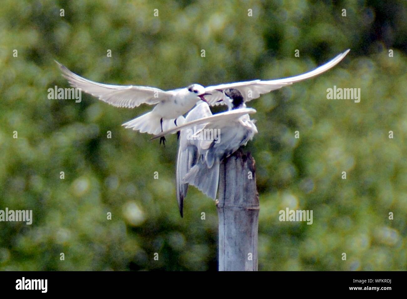 Two birds fighting on hi-res stock photography and images - Alamy