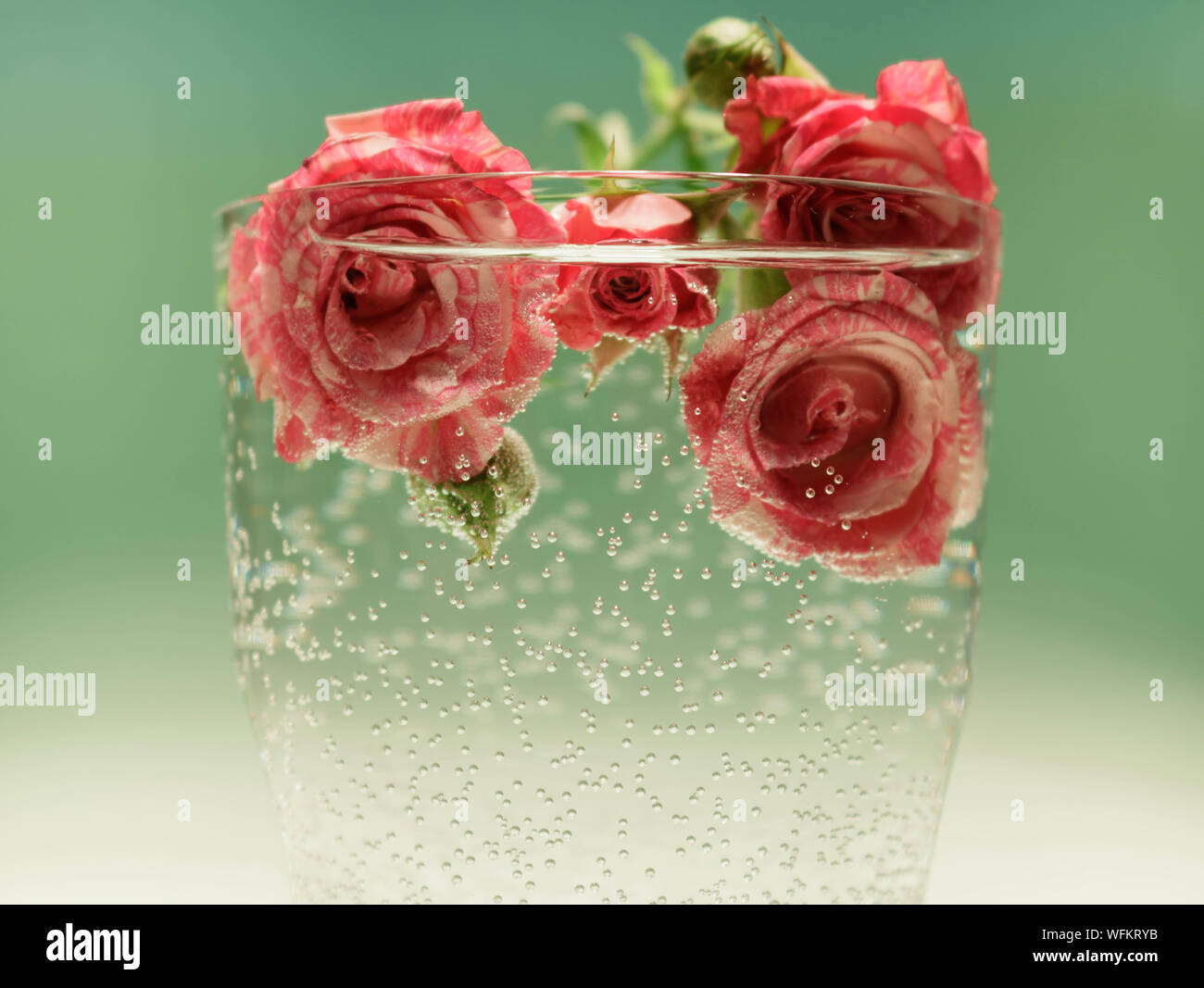 Roses water hi-res stock photography and images - Alamy