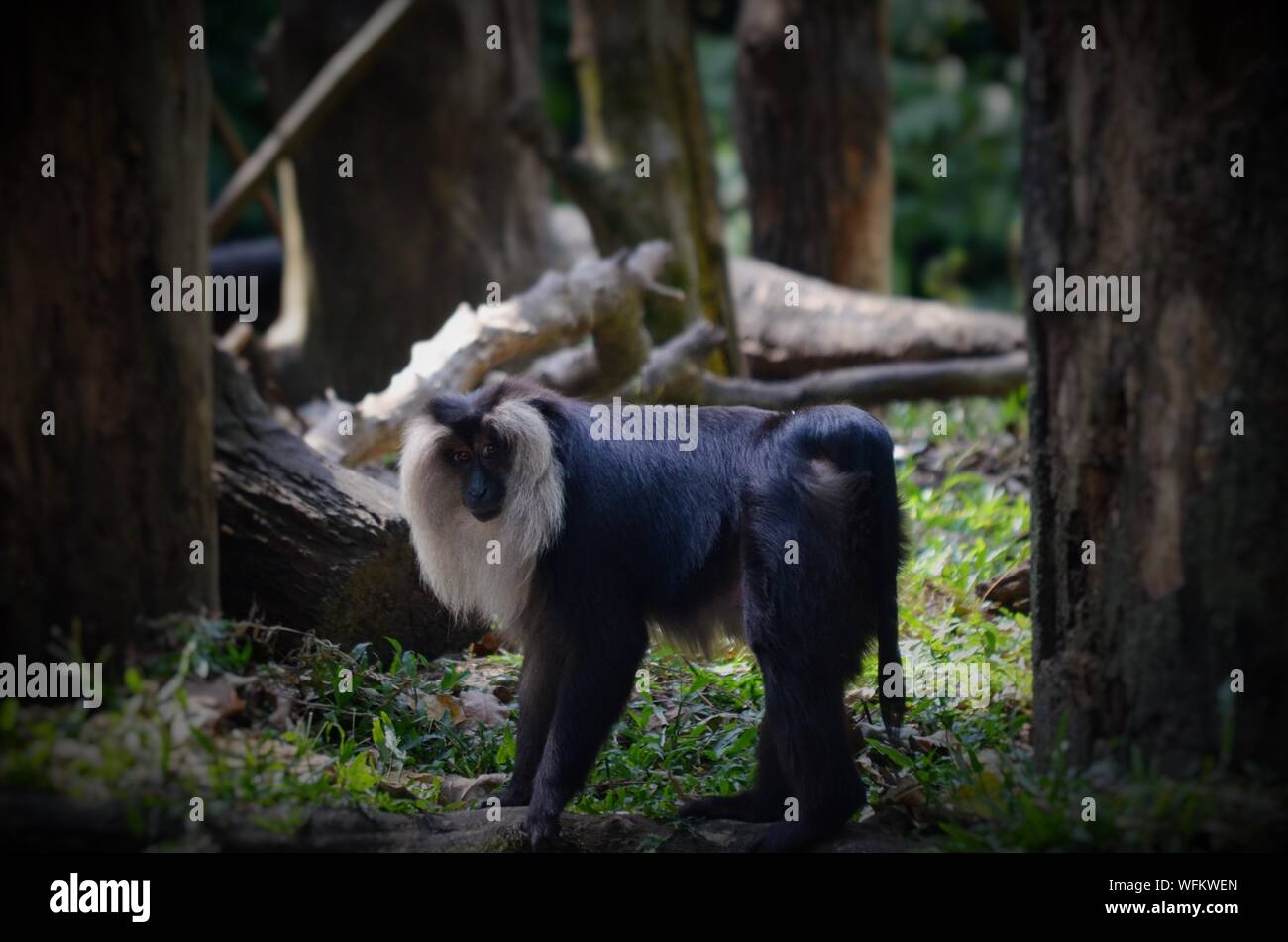 Lion tailed macaque in tree hi-res stock photography and images - Alamy