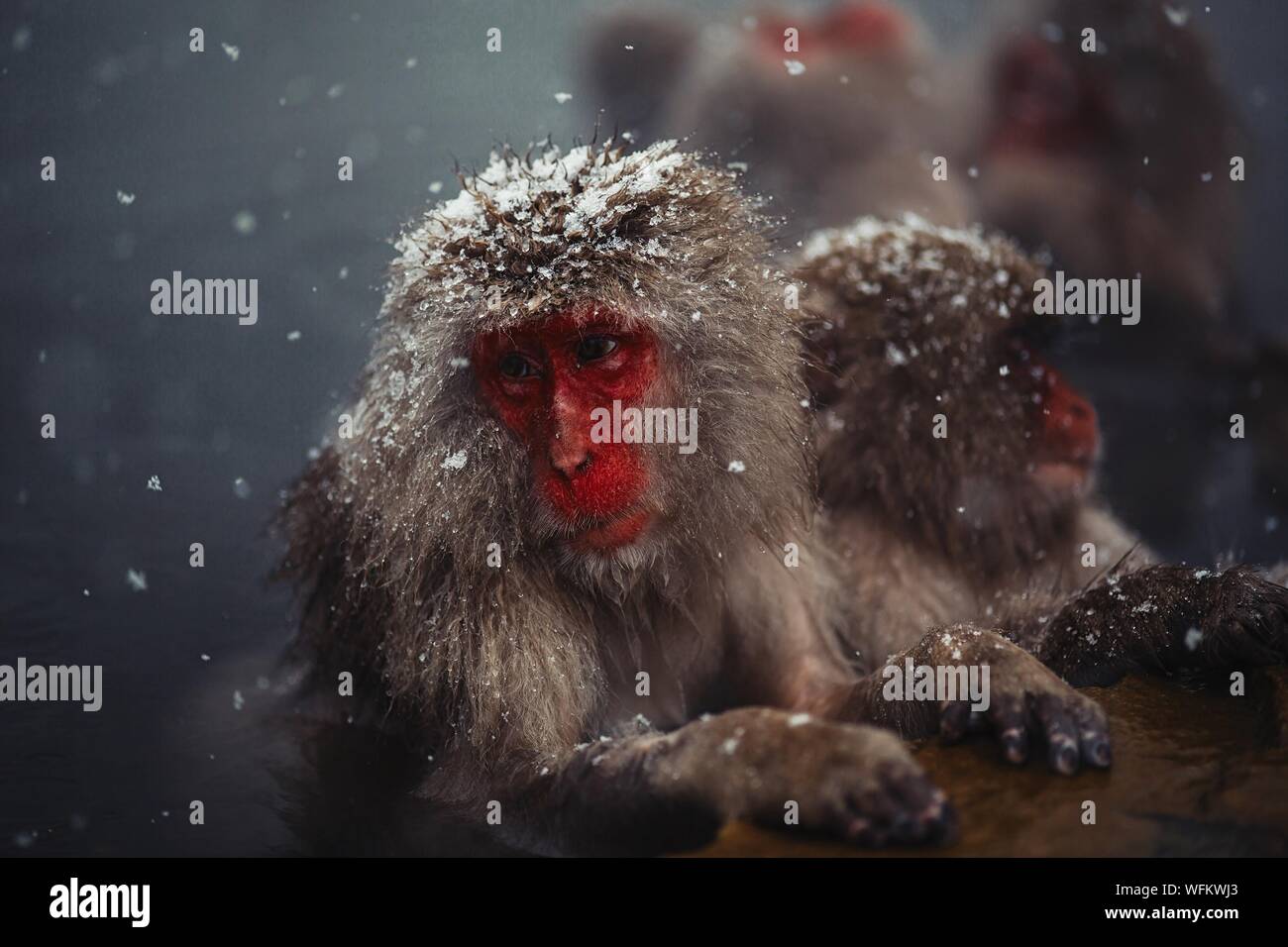 Group of japanese macaques hi-res stock photography and images - Alamy