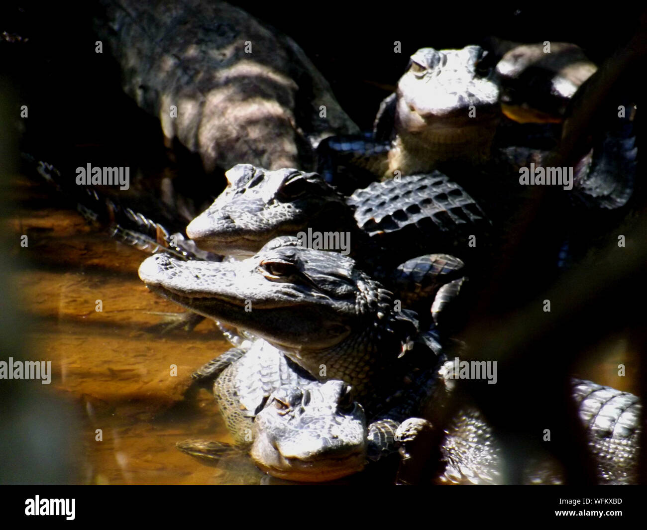 Group Of Alligators High Resolution Stock Photography and Images - Alamy