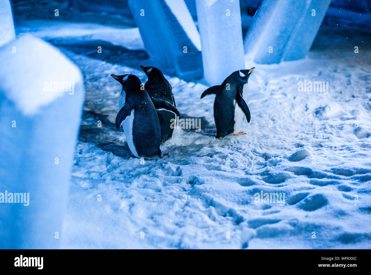Penguins walking hi-res stock photography and images - Alamy