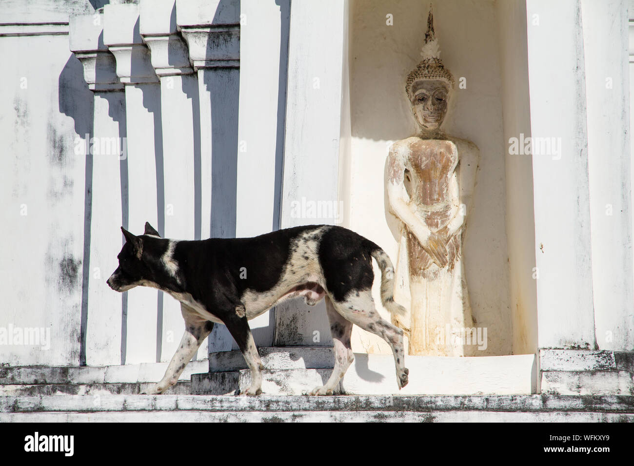 Dog of buddha hi-res stock photography and images - Alamy