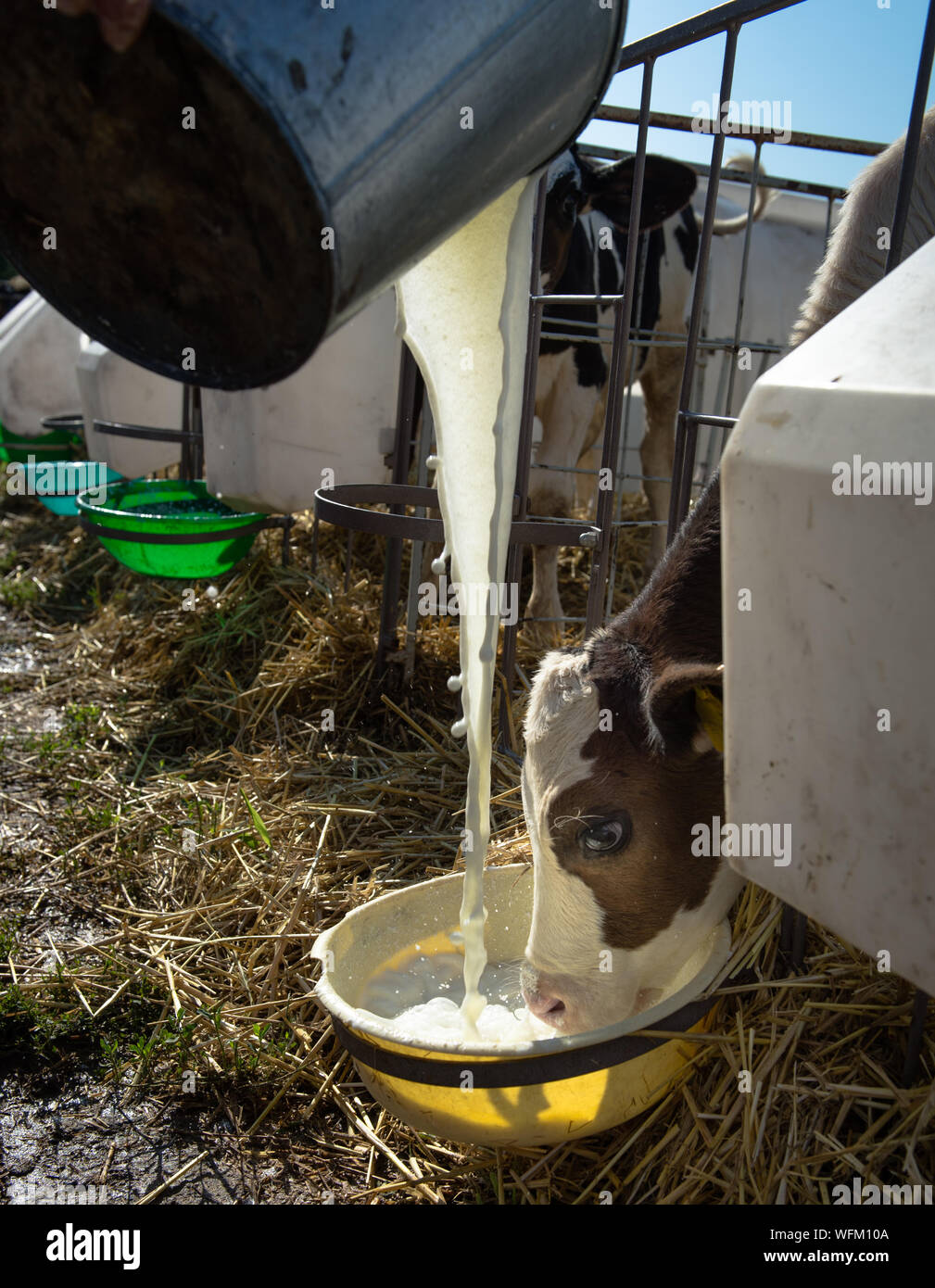 Bucket with milk hi-res stock photography and images - Alamy