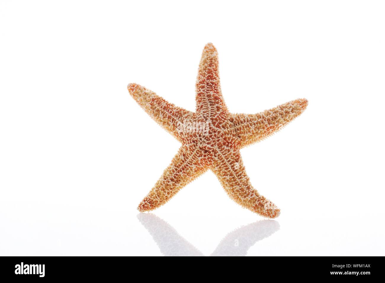 One star fish hi-res stock photography and images - Alamy