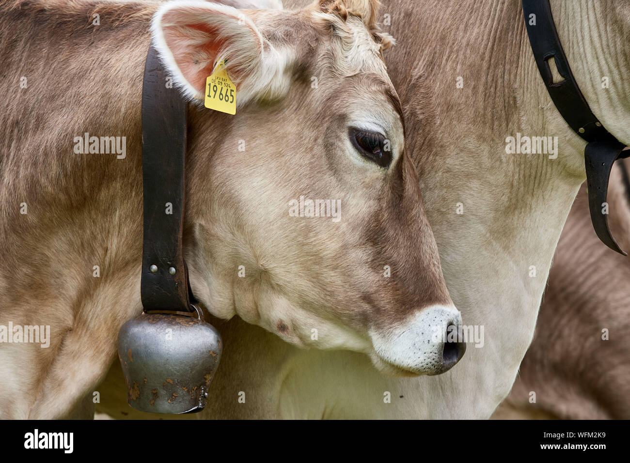 Close-up of a cow with a cow bell and ear tag Stock Photo - Alamy