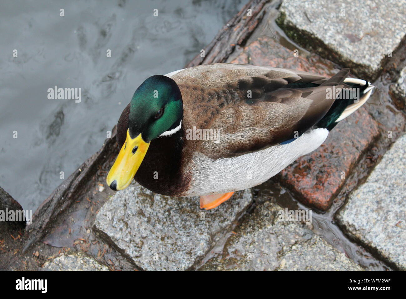 Mandarin duck standing hi-res stock photography and images - Alamy
