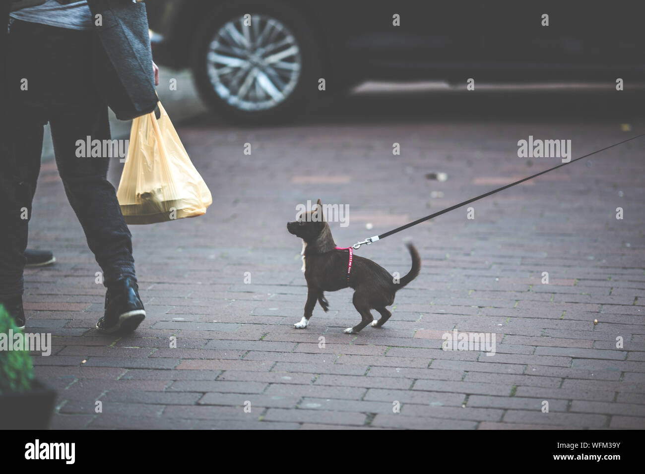 Aggressive dog person hi-res stock photography and images - Alamy