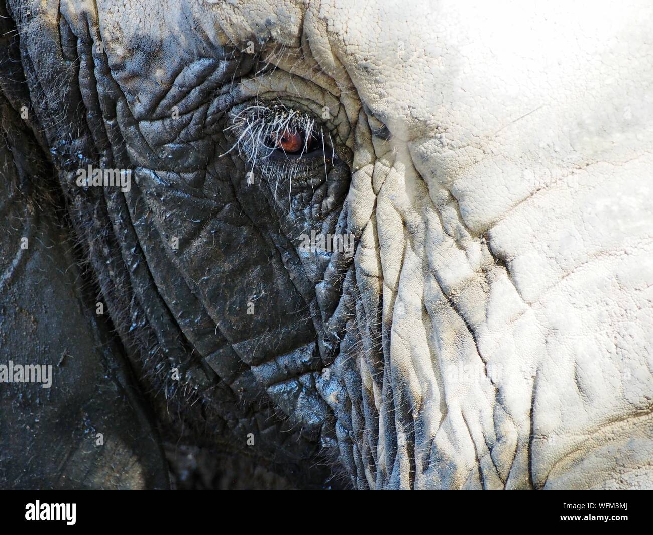 Elephant head hi-res stock photography and images - Alamy
