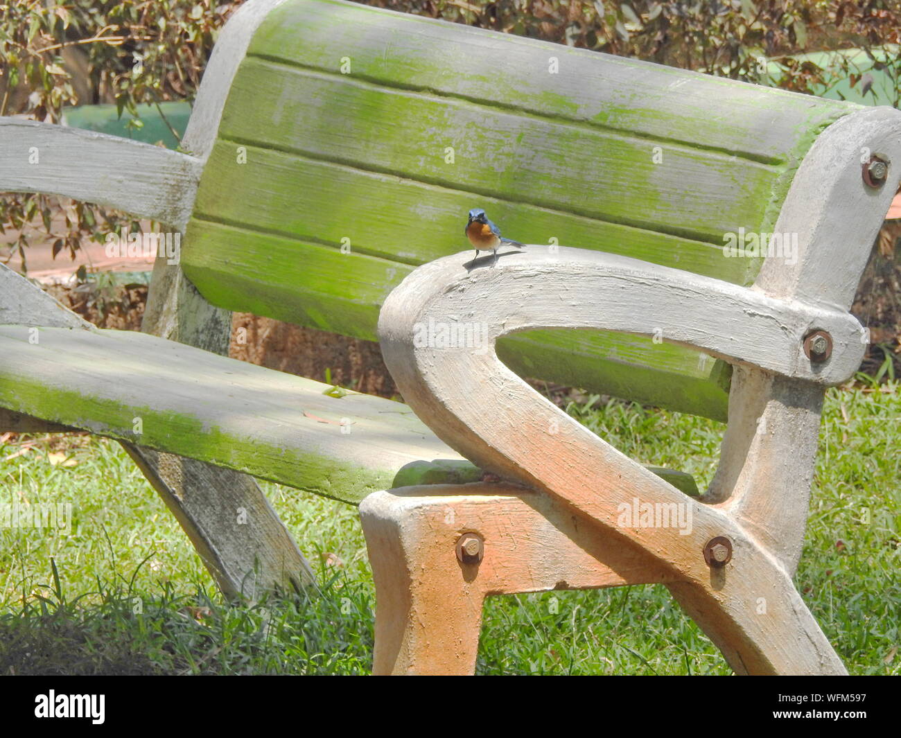 Bird on the bench hi-res stock photography and images - Alamy