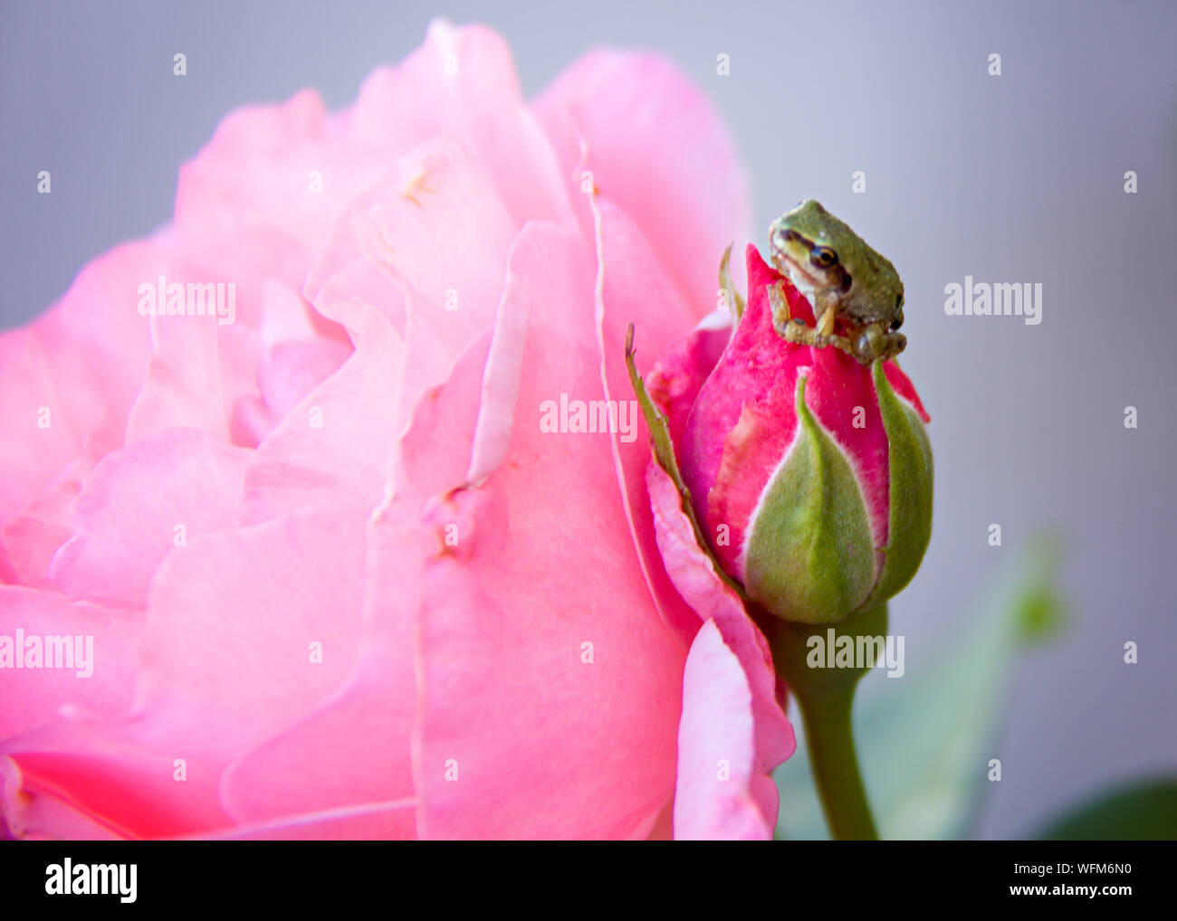 Frog on rose hi-res stock photography and images - Alamy