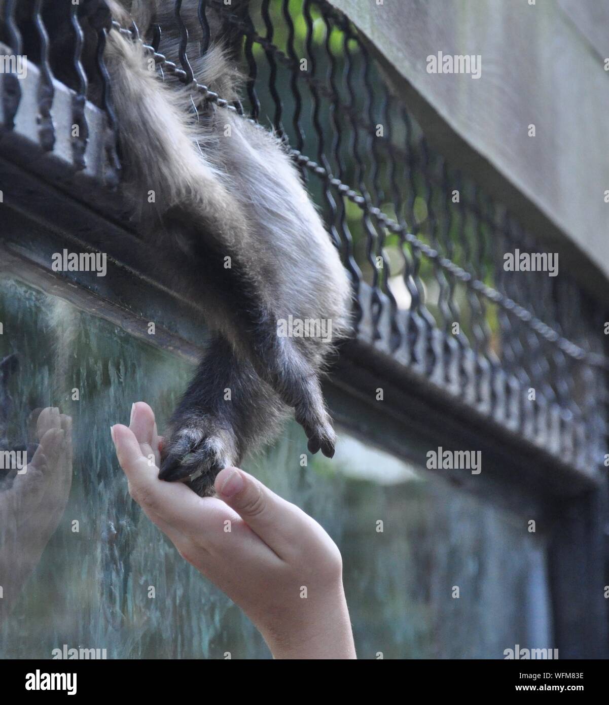 Human monkey hands hi-res stock photography and images - Alamy