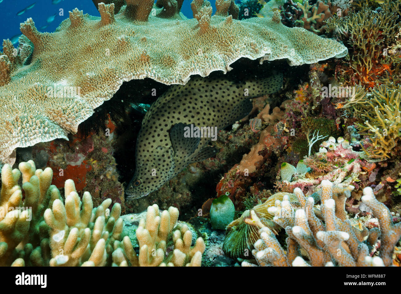 Reef scenic with Barramundi, Cromileptes altivelis, Raja Ampat ...