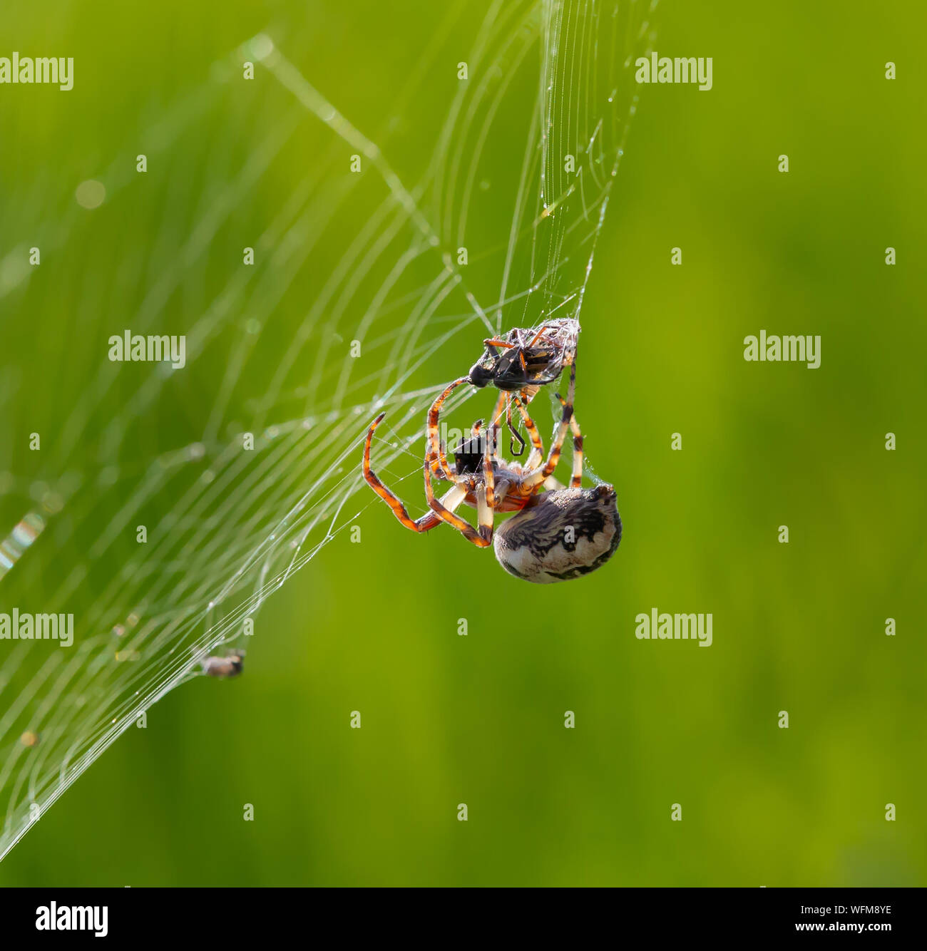 Spider spins his web hi-res stock photography and images - Alamy