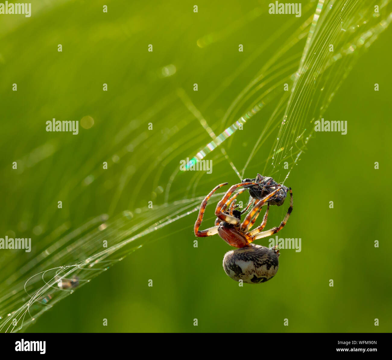 Furrow spider hi-res stock photography and images - Alamy