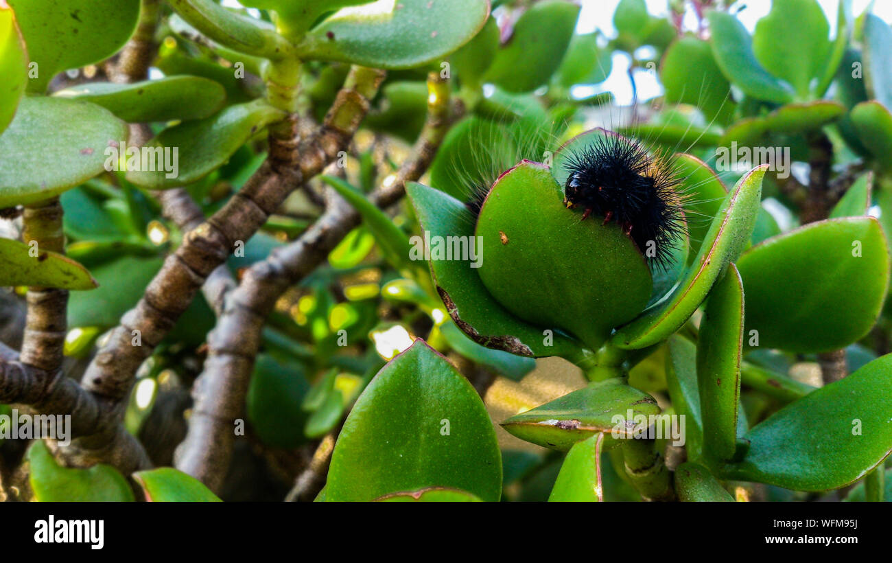 Caterpillar Feeding On Plant High Resolution Stock Photography and ...