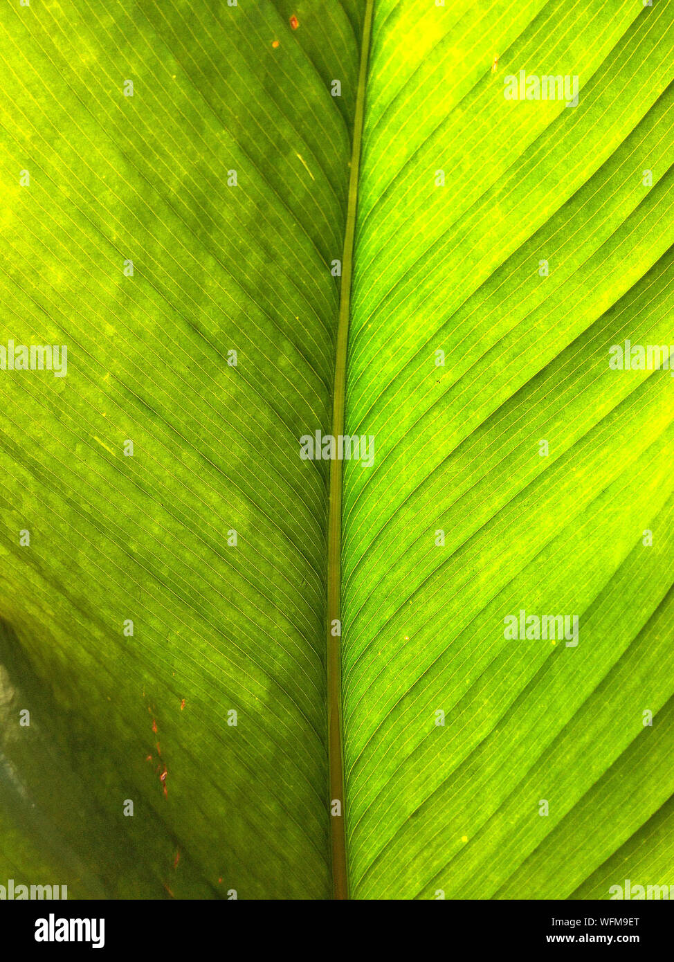 Leaf in detail hi-res stock photography and images - Alamy