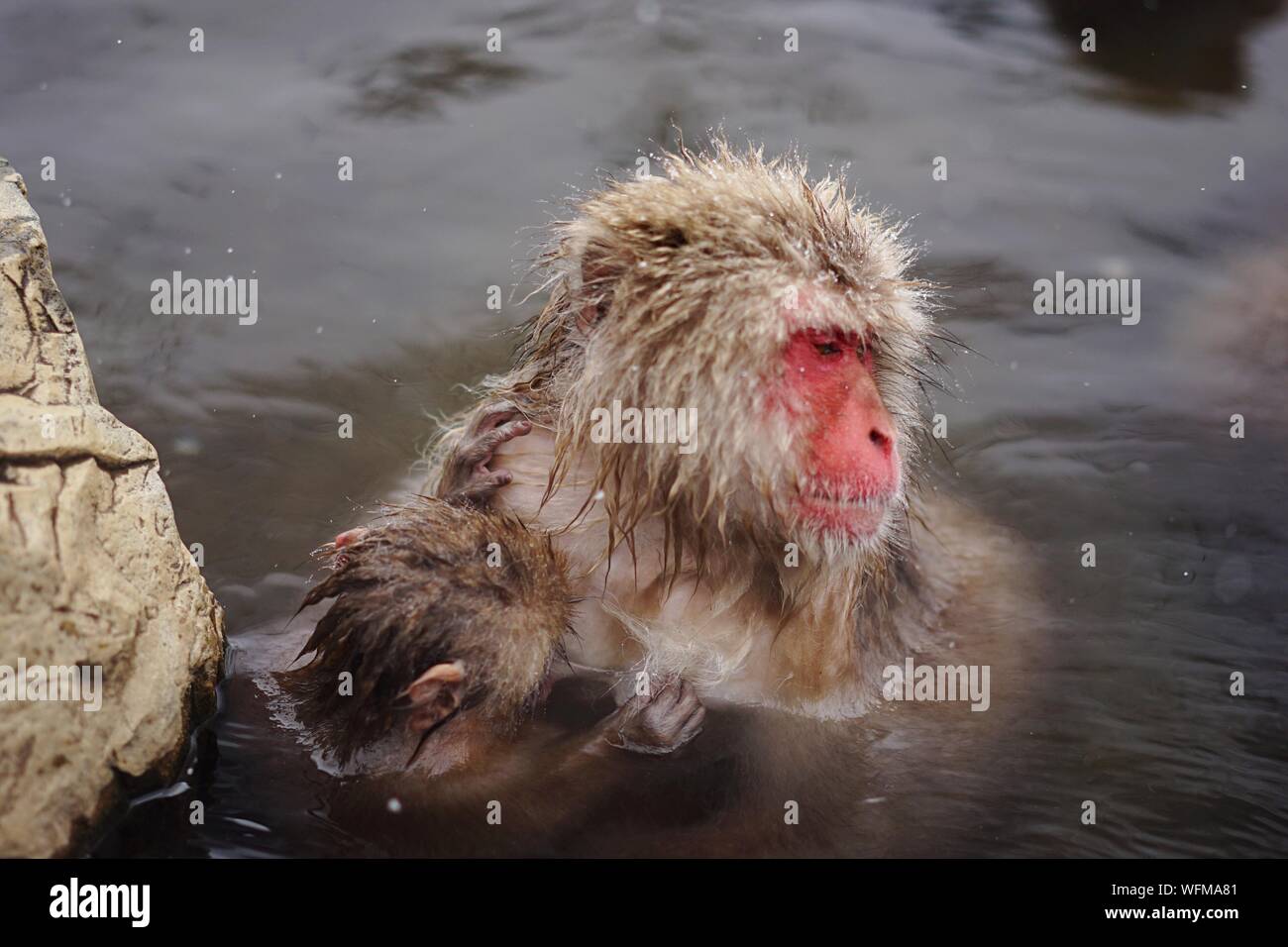Wet monkeys hi-res stock photography and images - Alamy