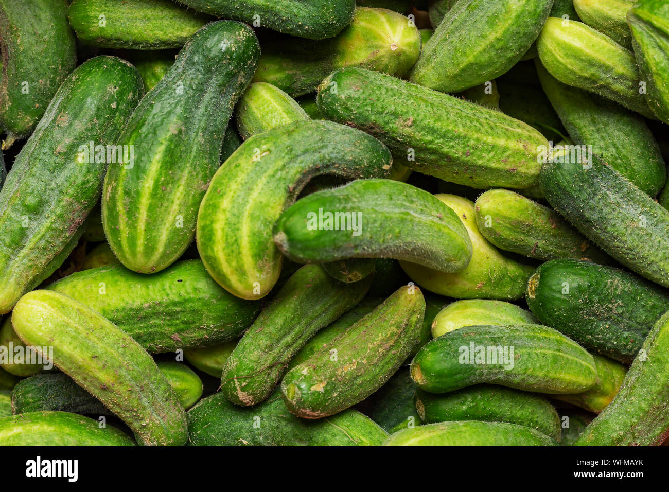 Fresh cucumber background top view Stock Photo - Alamy