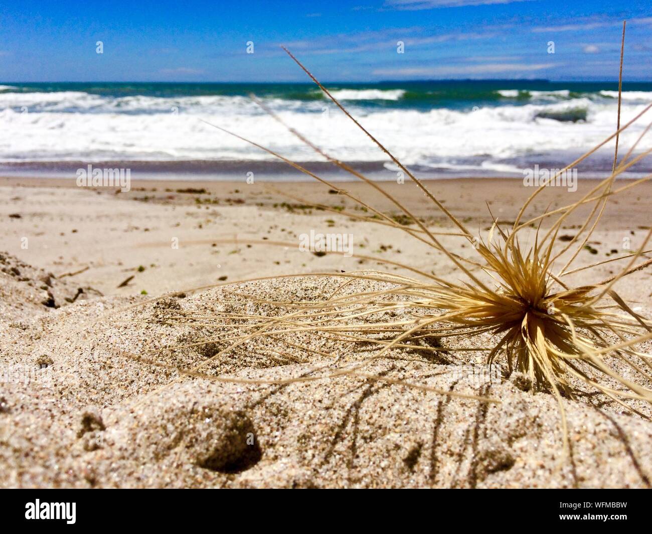 Tumbleweed hi-res stock photography and images - Alamy
