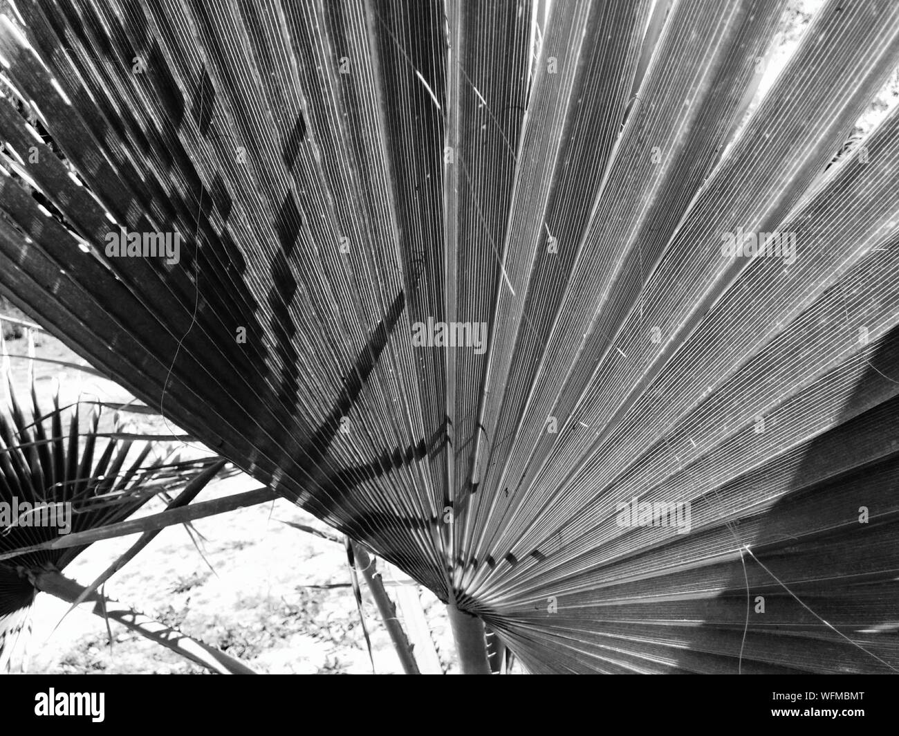 Fan shape tree hi-res stock photography and images - Alamy
