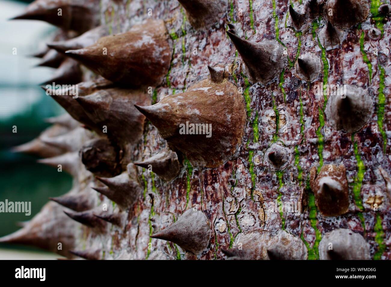 Trunk thorns hi-res stock photography and images - Alamy