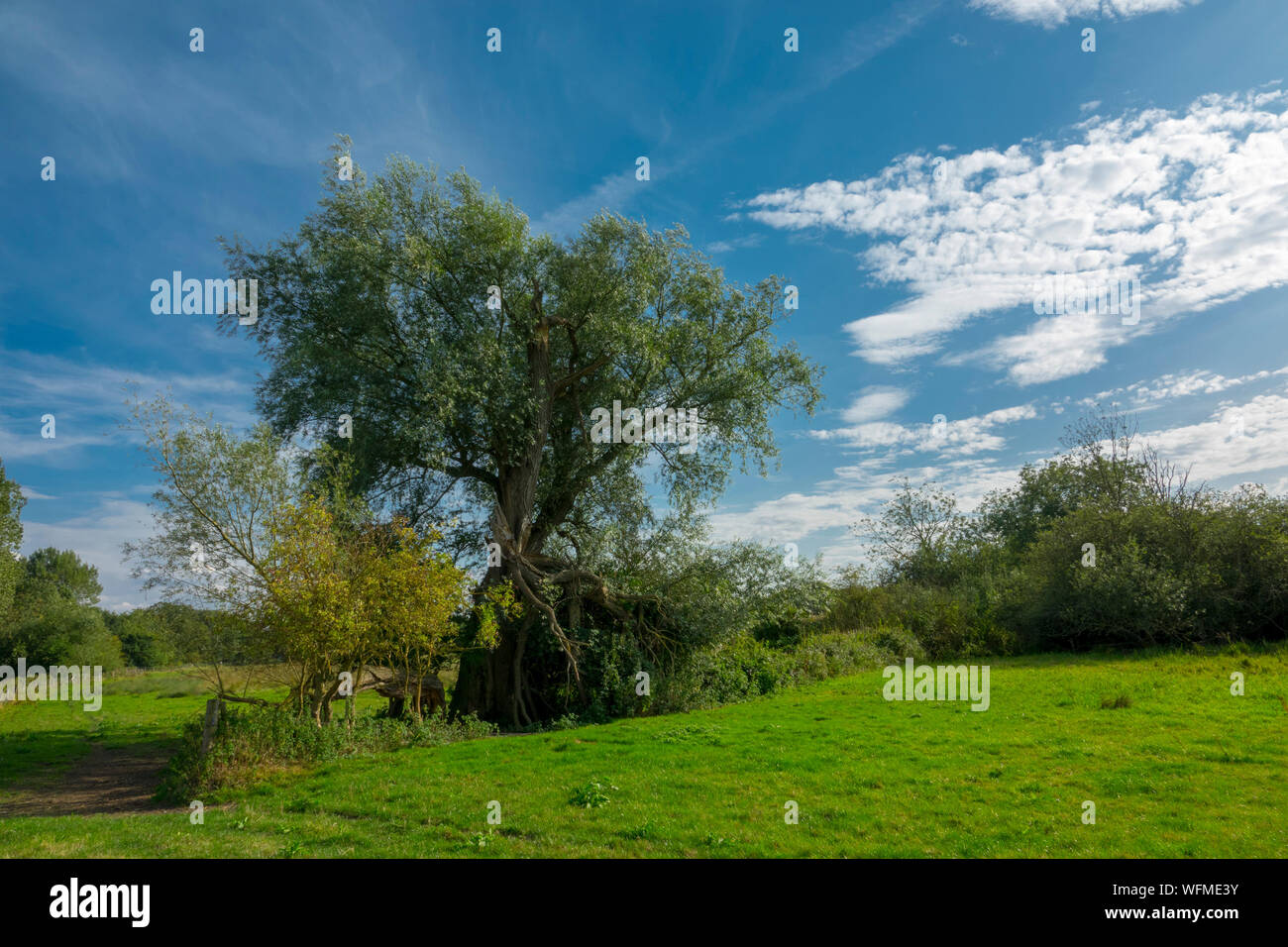 Ancient willow tree Stock Photo - Alamy