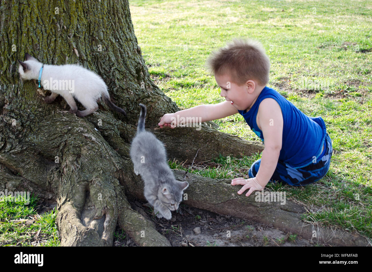 Boy and cats hi-res stock photography and images - Alamy