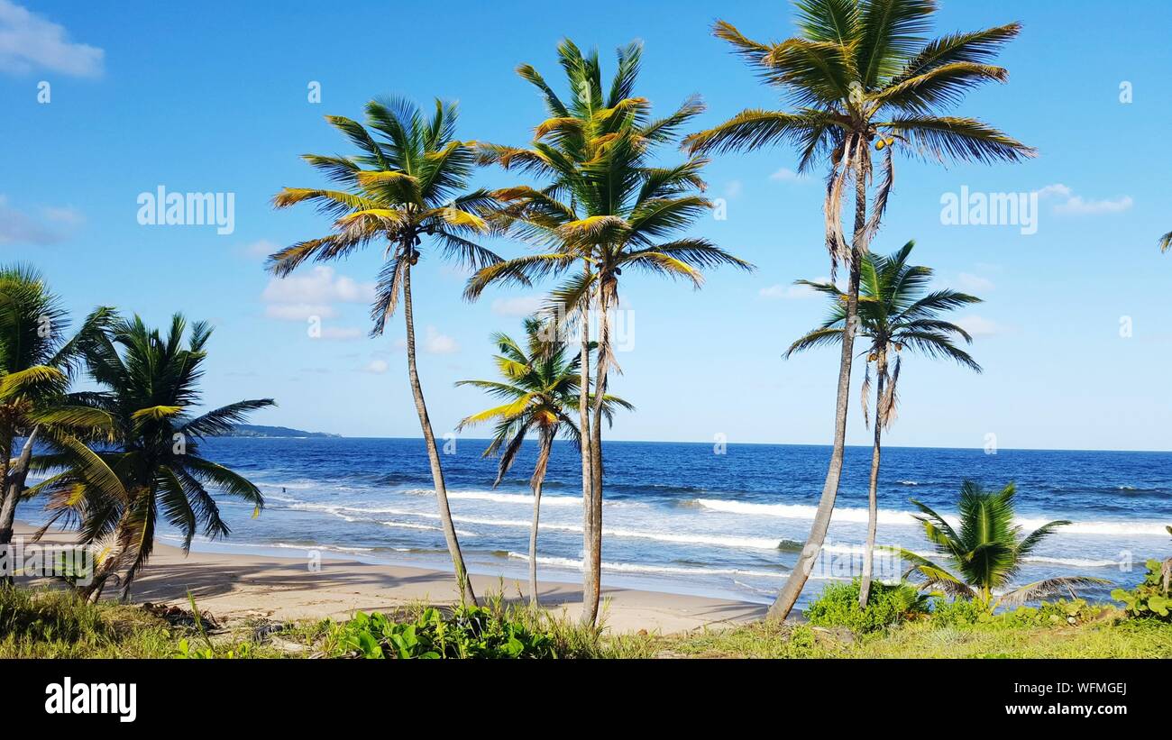 Tall palm trees palm trees panoramic hi-res stock photography and ...
